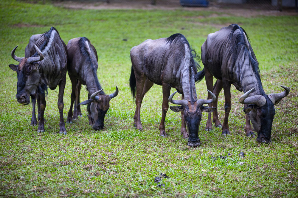 Gnu – NayPyiTaw Safari
