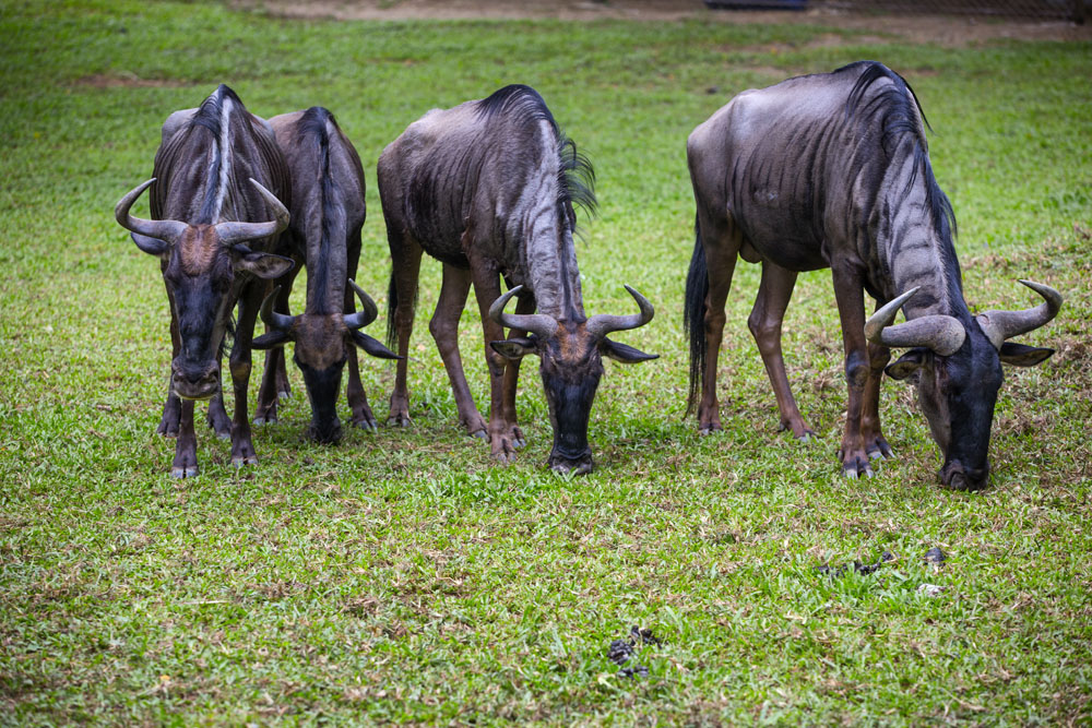 Gnu – NayPyiTaw Safari